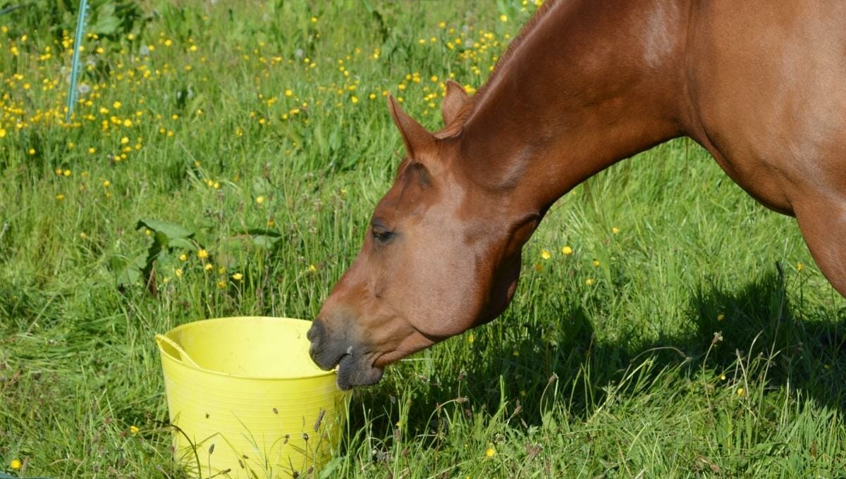 Beetroot Powder For Horses | Forageplus | Horse Health