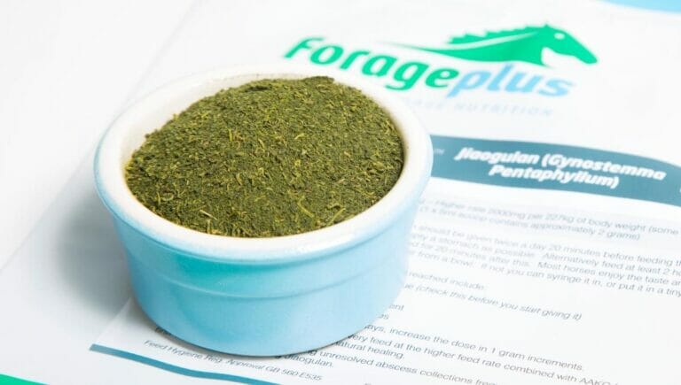 Jiaogulan For Horses | Support Blood Circulation & Nutrient Delivery!