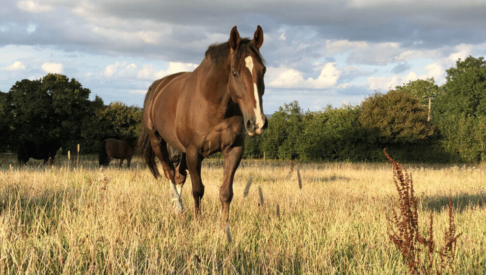 Mycosorb For Horses | Premium Mycotoxin Binder | ORDER NOW!