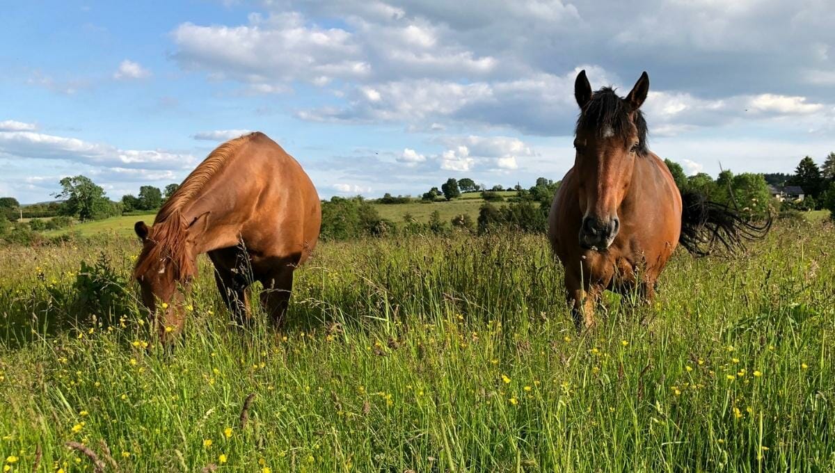 Selenium Free Horse Feed Balancer | Matched To Grass & Hay!