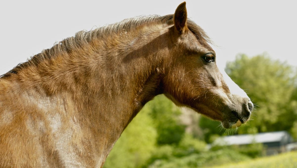 Helping Your Fat Horse: Weight Management & Better Health