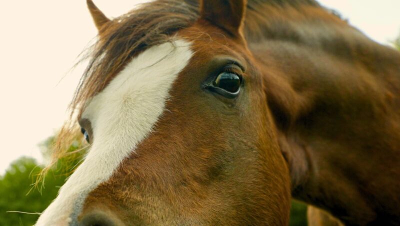 Helping Your Fat Horse: Weight Management & Better Health