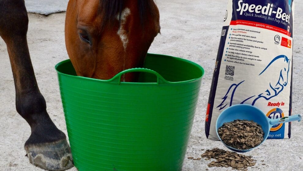 Should I Feed Beet Pulp To My Horse? | Forageplus