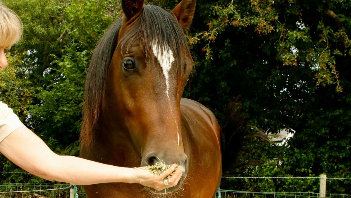 Horse Chaff Exposed: Essential Facts For Every Owner
